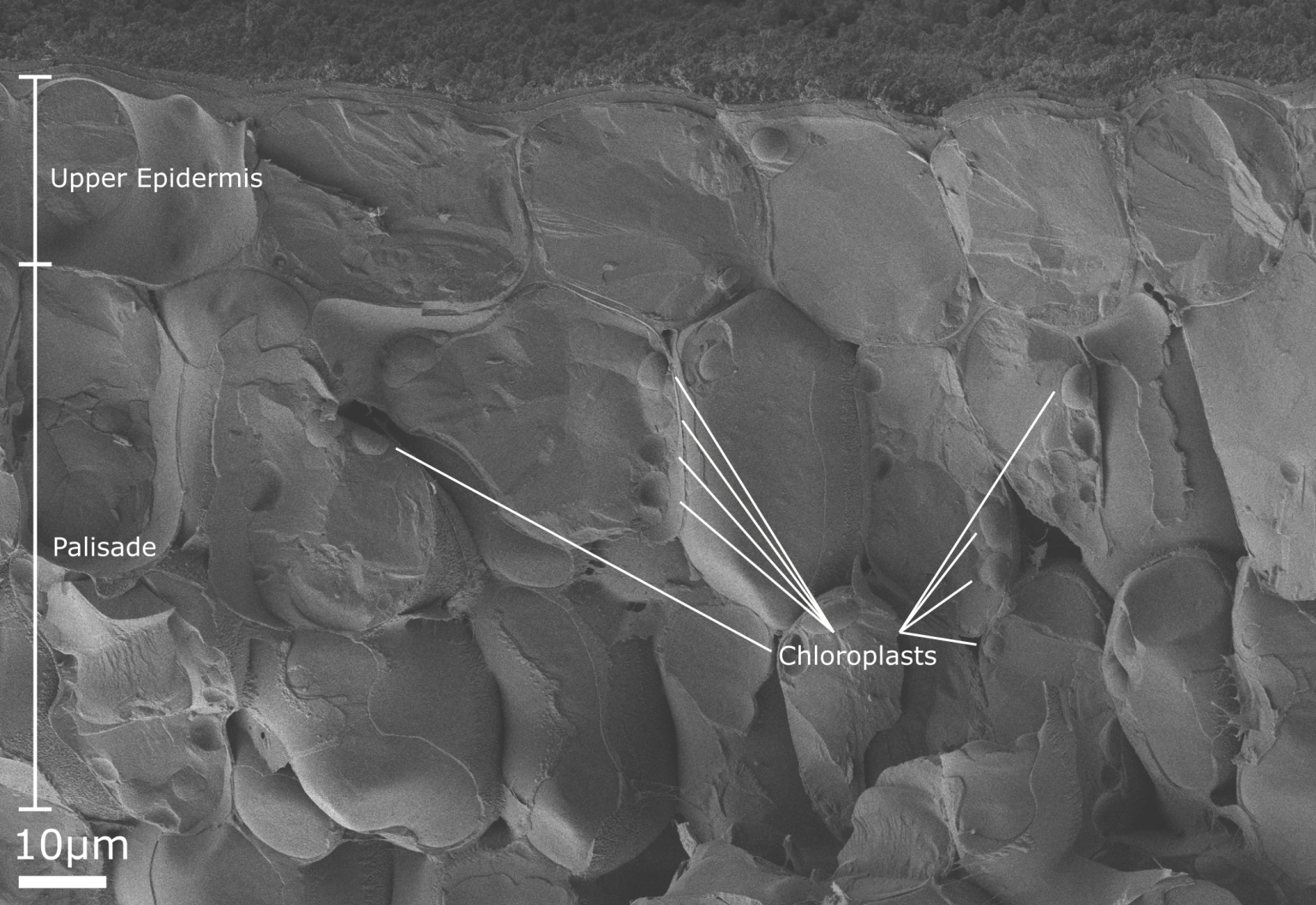 Cryo-FIB SEM imaging of plant matter – Edinburgh Complex Fluids Partnership