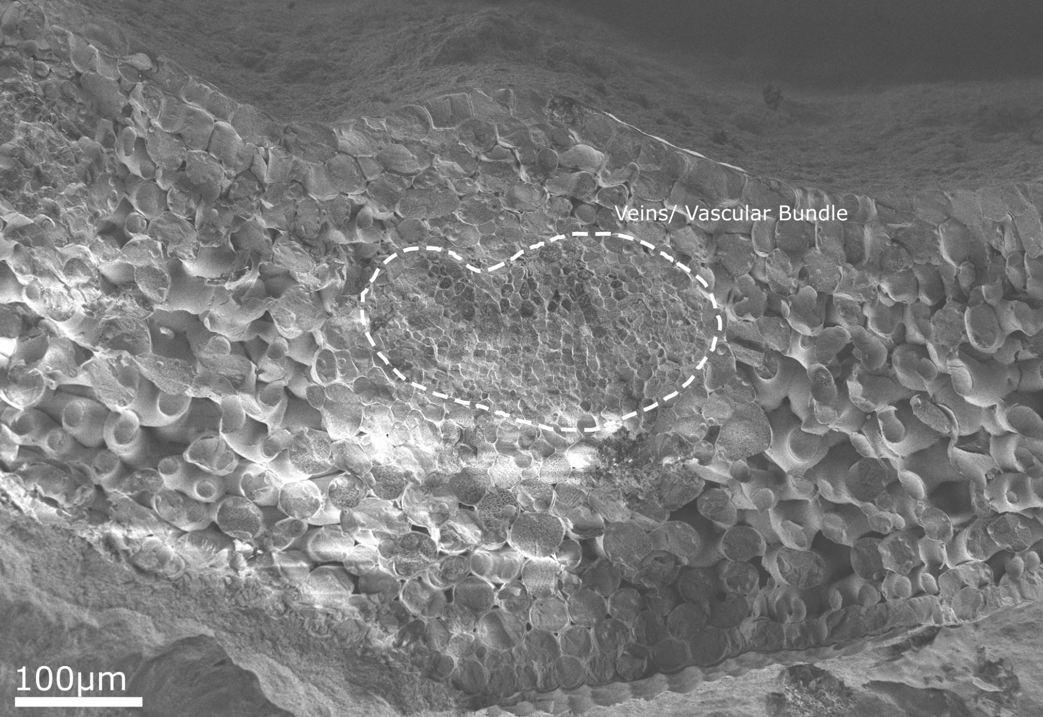 Cryo-FIB SEM imaging of plant matter – Edinburgh Complex Fluids Partnership